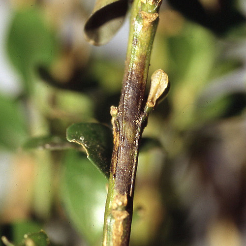 Buchsbaumsterben: Eine unheilbare Krankheit bedroht Buchsbäume ...