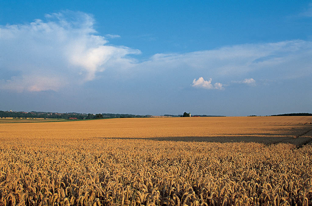 Weizen: Nummer eins in Deutschland, weltweit Rang drei ...